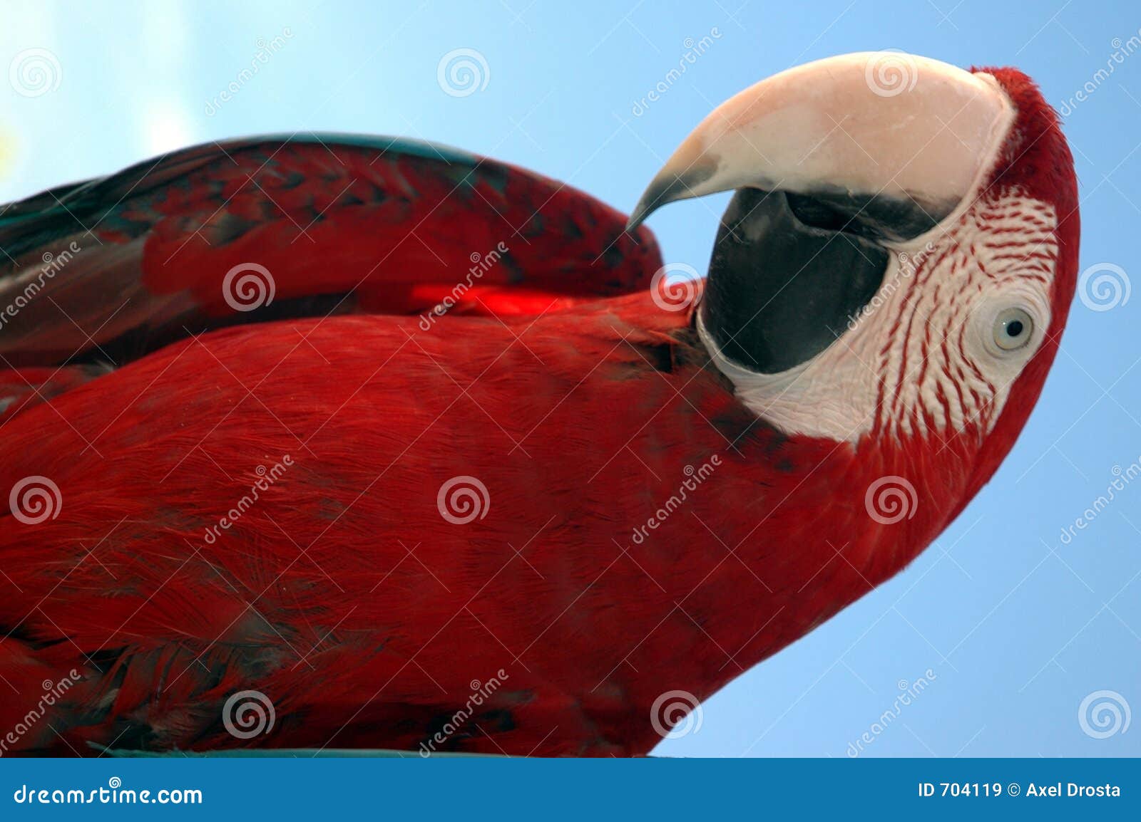 Papegaai stock afbeelding. Image of exotisch, rood, blauw - 704119