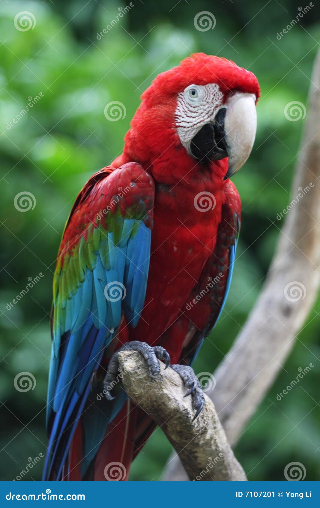 Papegaai stock afbeelding. Image of paar, groot, huisdier - 7107201