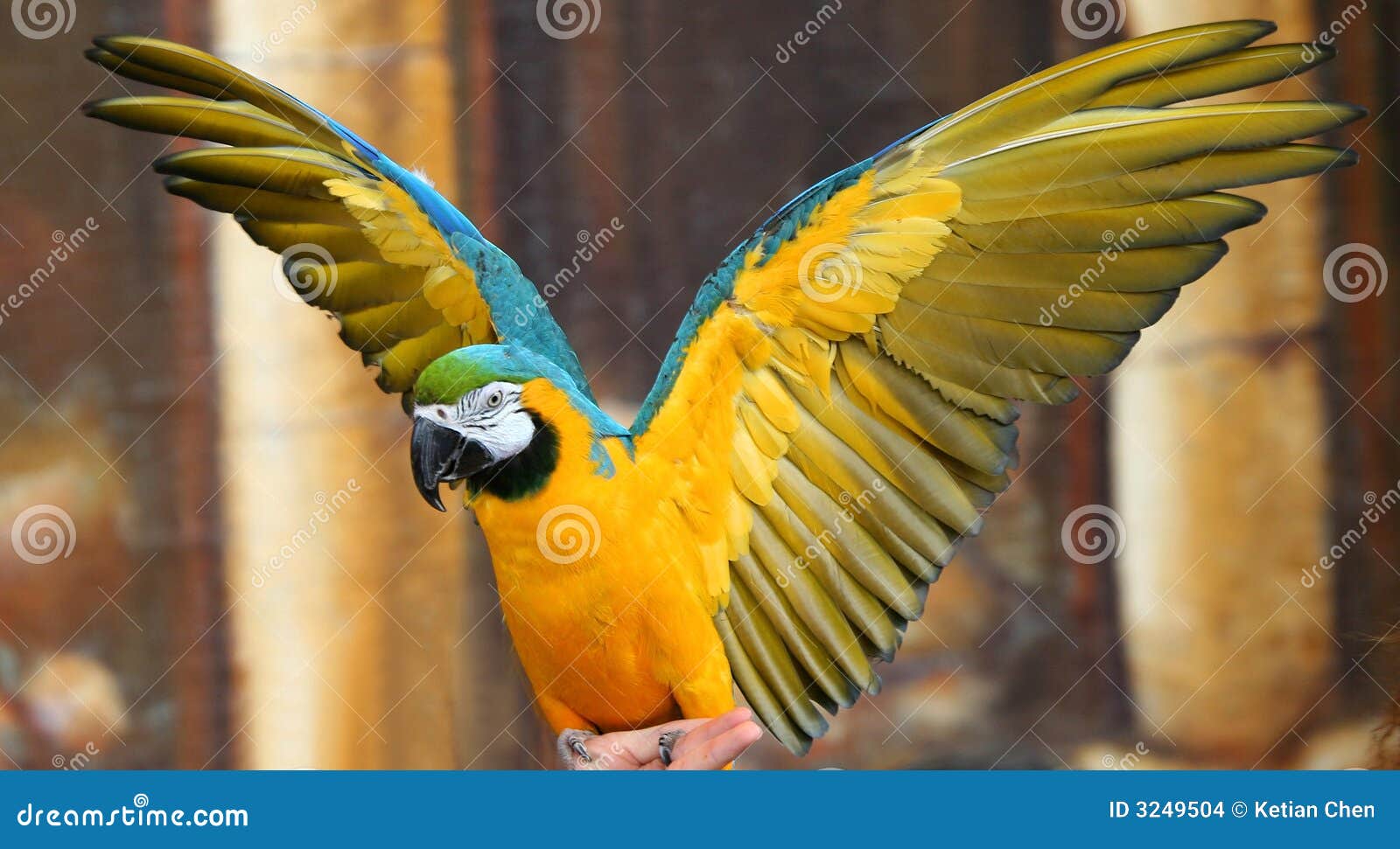 Papegaai - Gele Blauwe Ara stock foto. Image of miami - 3249504