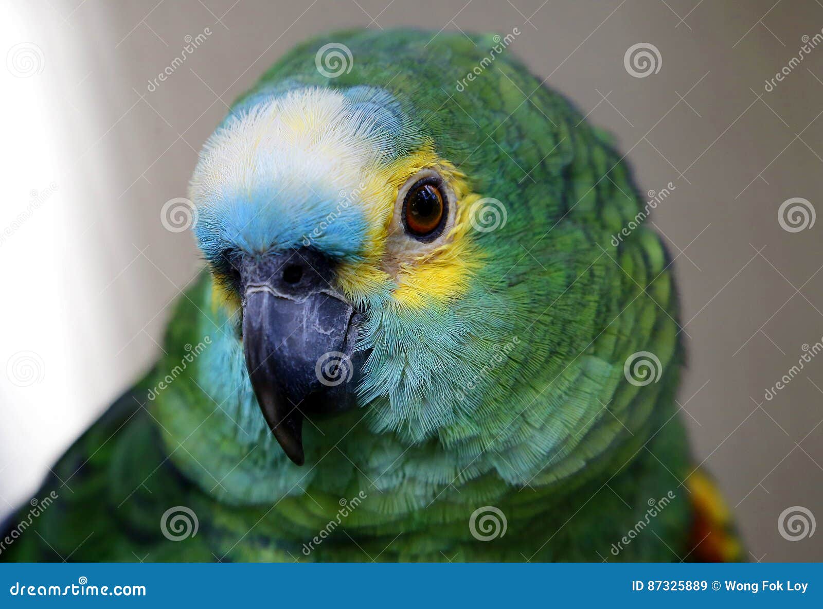 Papegaai in Kuala Lumput Bird Park Stock Afbeelding - Image of wild ...