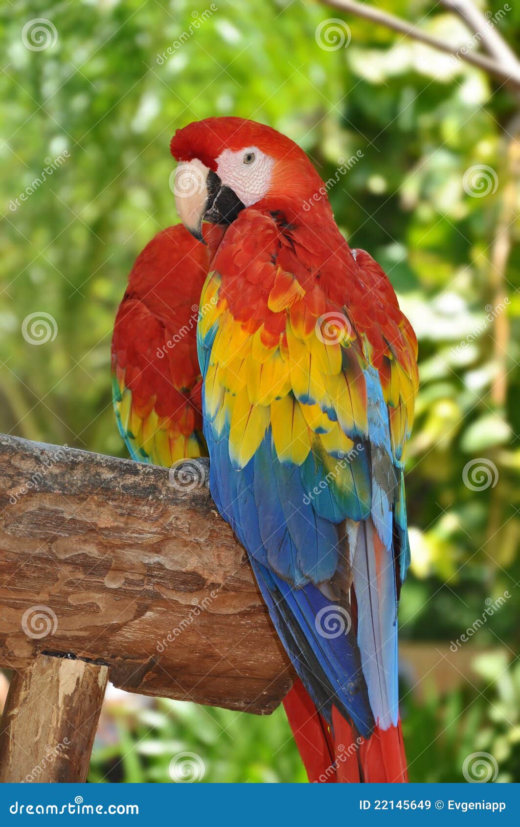 Papegaai - Rode Blauwe Ara stock afbeelding. Afbeelding bestaande uit ...