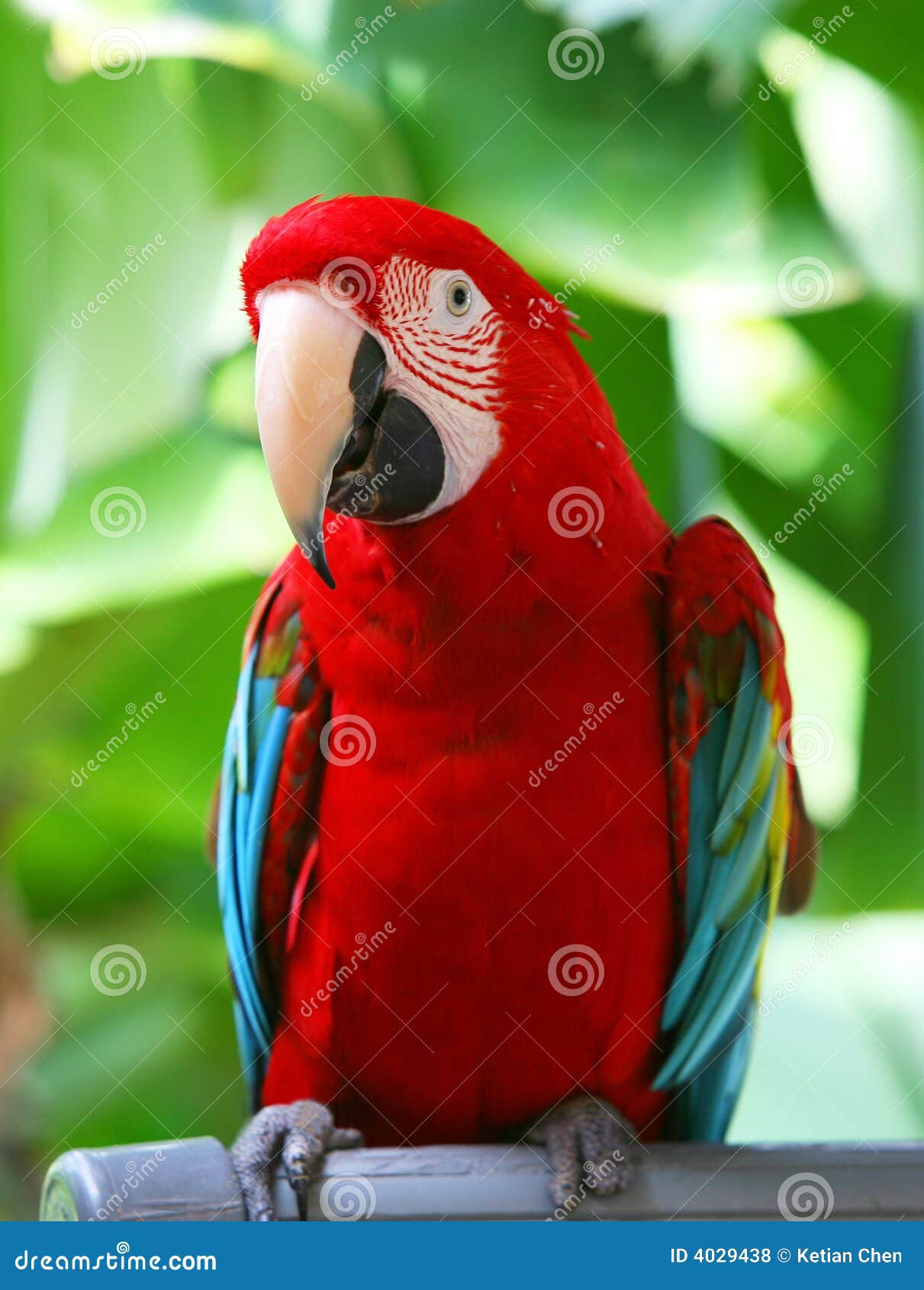 Papegaai - Rode Blauwe Ara stock foto. Image of miami - 4029438