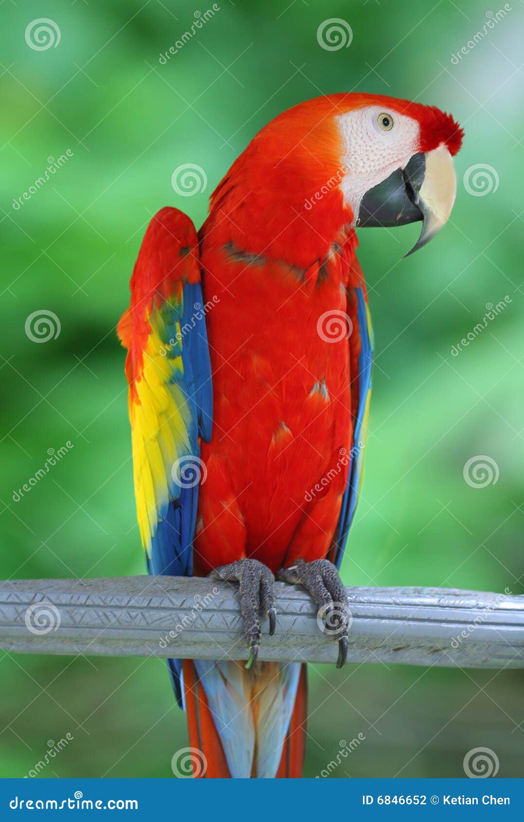 Papegaai - Rode Blauwe Ara stock foto. Afbeelding bestaande uit goud ...