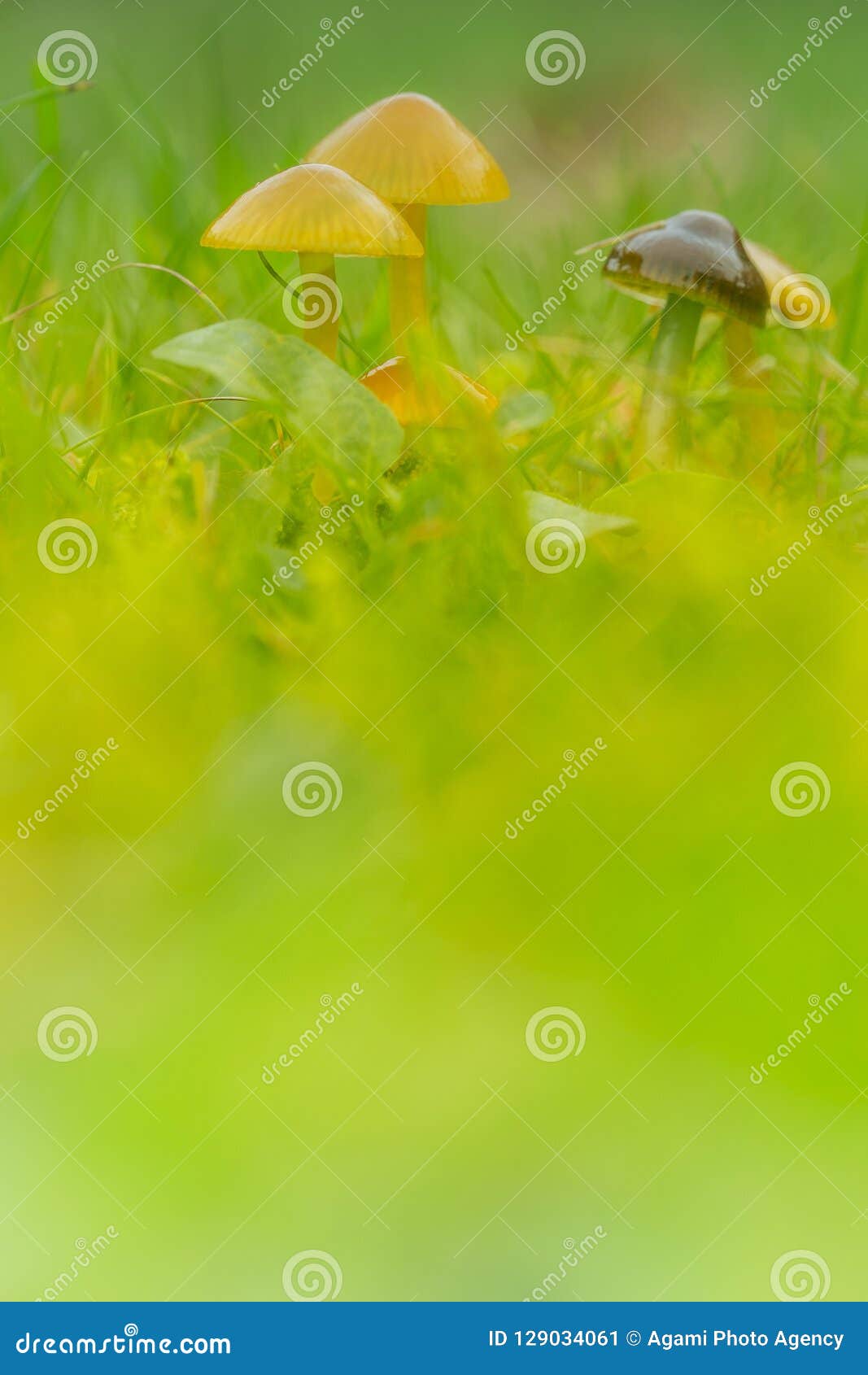 Papegaaizwammetje, Parrot Toadstool, Hygrocybe Psittacina Stock Image ...