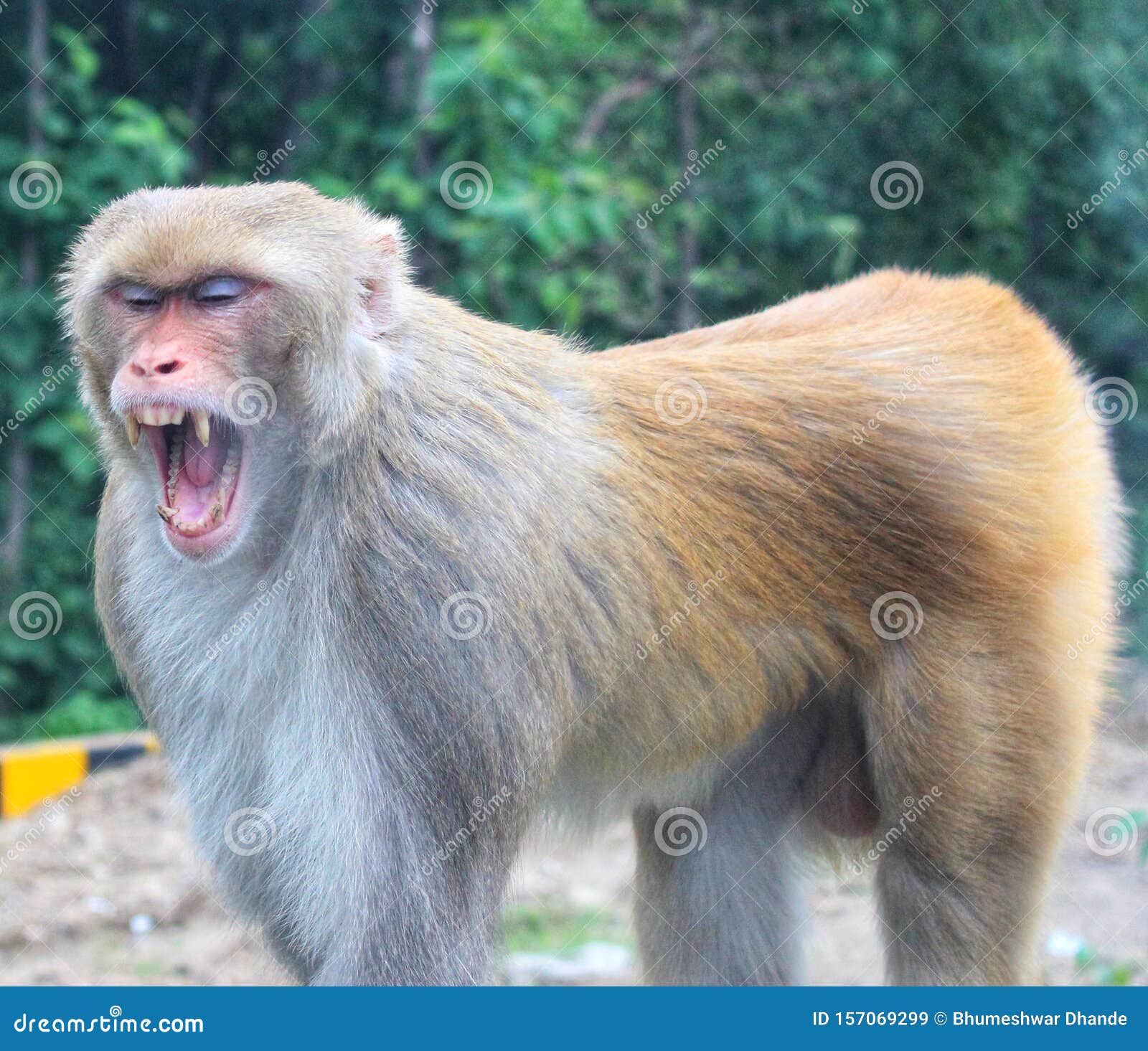 Papel De Escritorio De Mono De Boca Abierta Imagen de archivo - Imagen ...