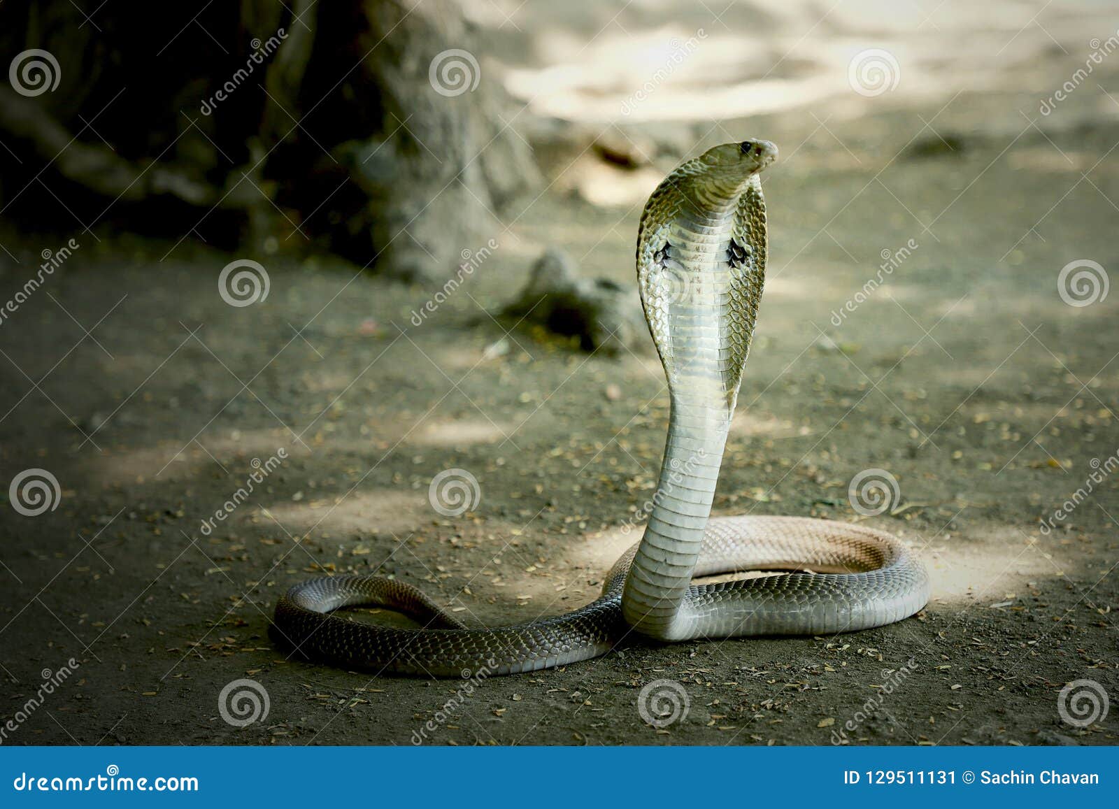 Papel De Parede Da Serpente Do Veneno Da Cobra Indiana Imagem de Stock ...