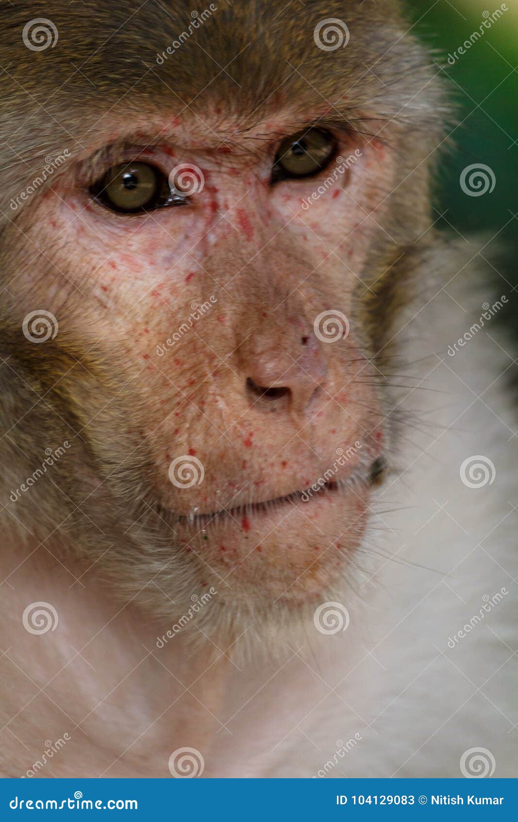 Papel De Parede Principal Do Tiro Do Macaco Imagem de Stock - Imagem de ...