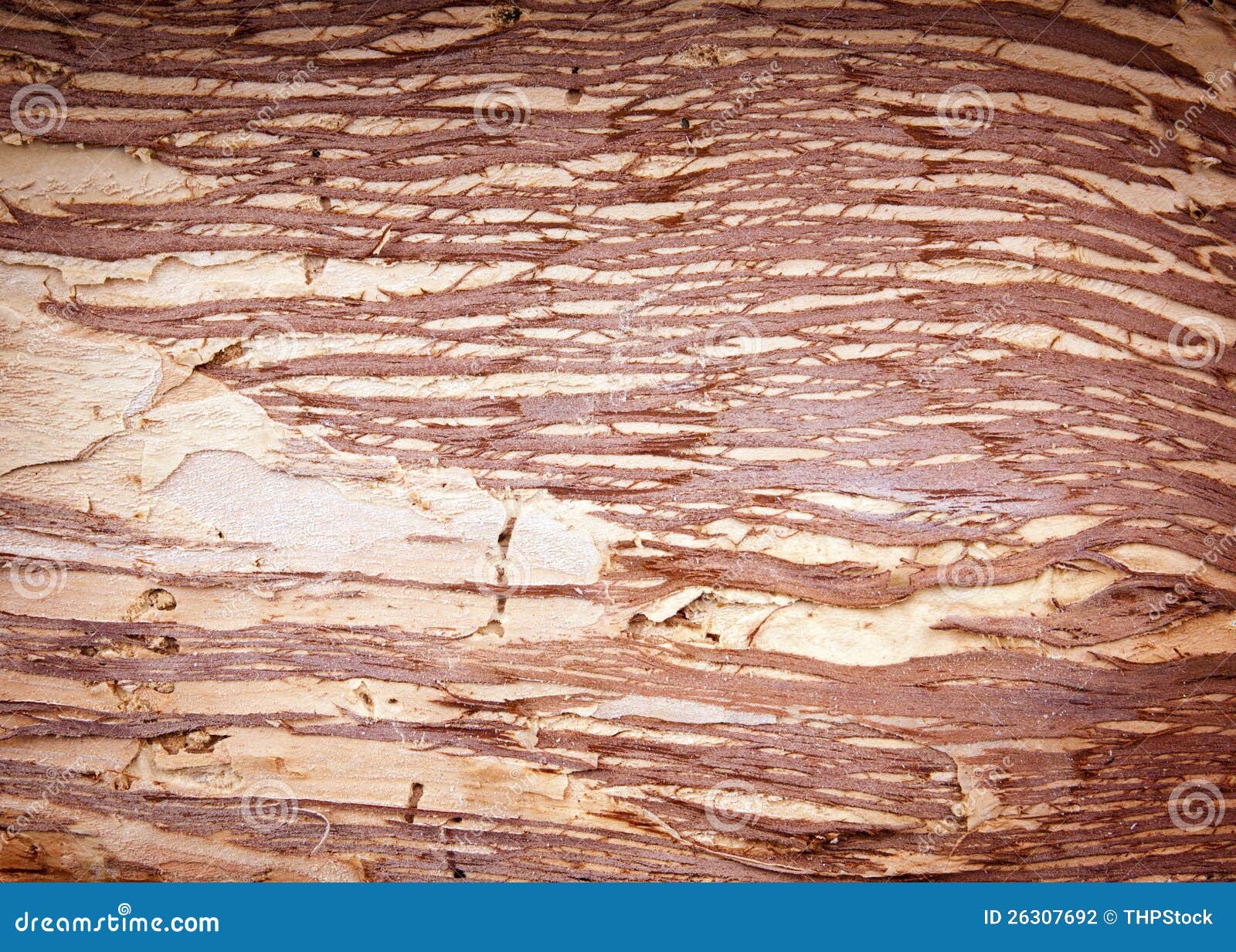 Paper Bark Background stock photo. Image of material - 26307692