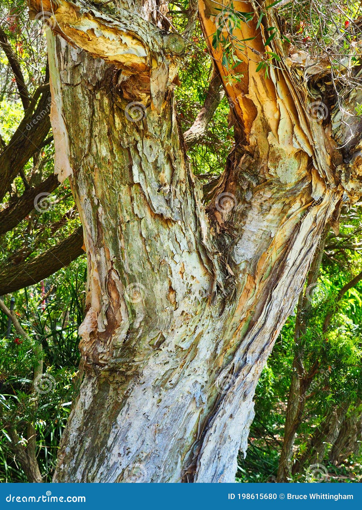Paper Bark, Eucalyptus Tre stock photo. Image of nature - 198615680