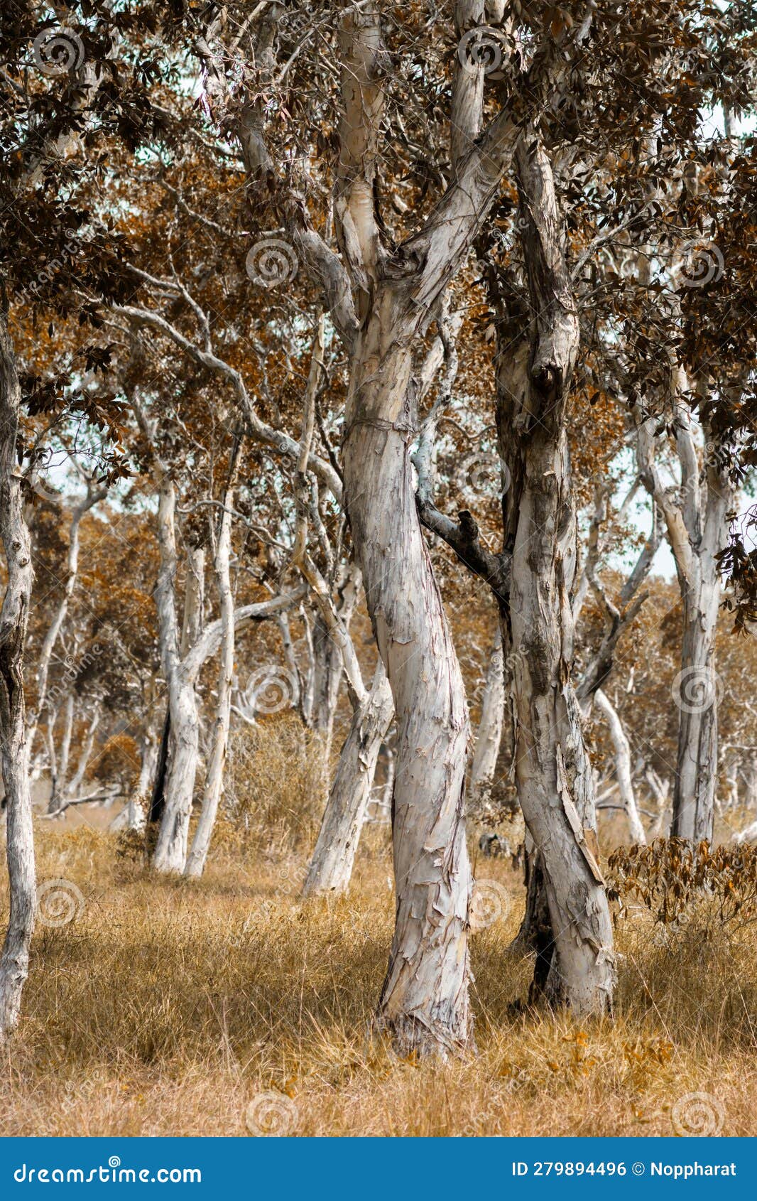 Gum Tree Leschenault Estuary Western Australia Royalty-Free Stock ...