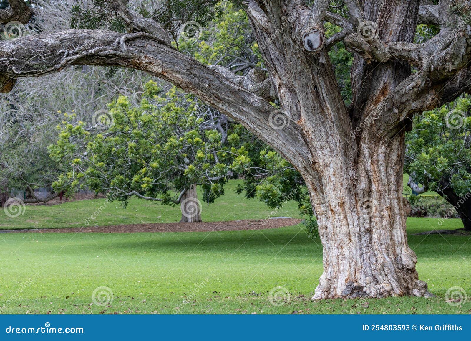 Paper bark tree stock image. Image of park, bark, green - 254803593