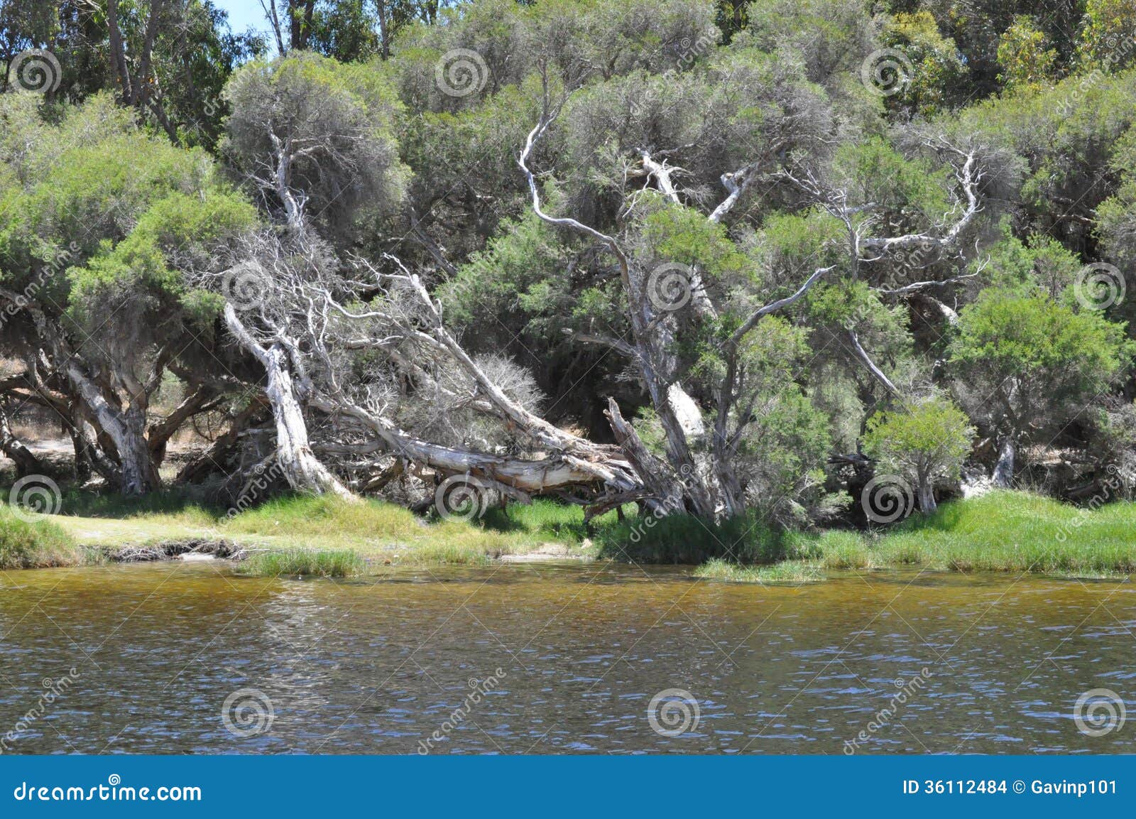 Paper Bark Tree Western Australia Stock Photo - Image of water, moore ...