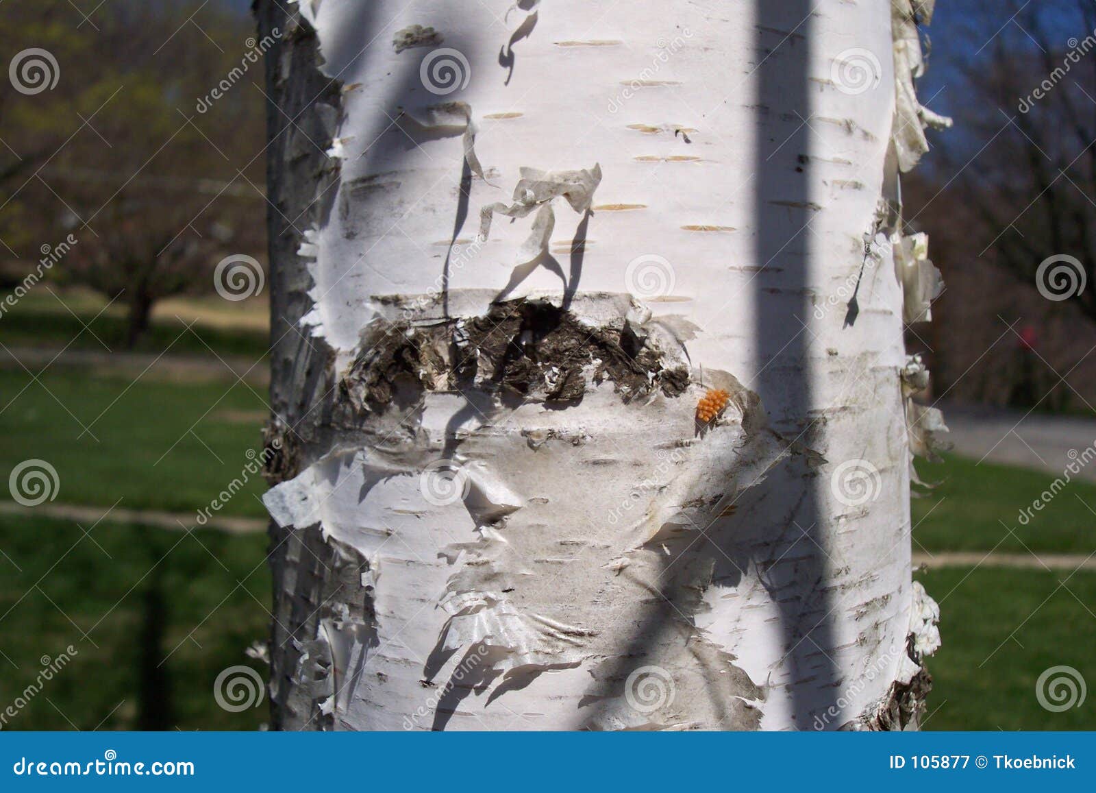 Paper Birch Betula Neoalaskana Bark Background Stock Image ...