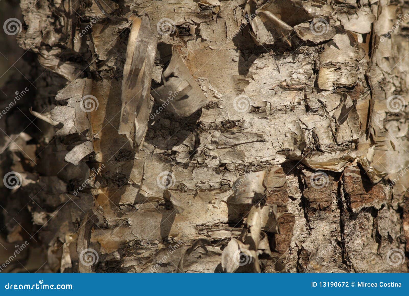 Paper Birch bark stock photo. Image of american, papyrifera - 13190672