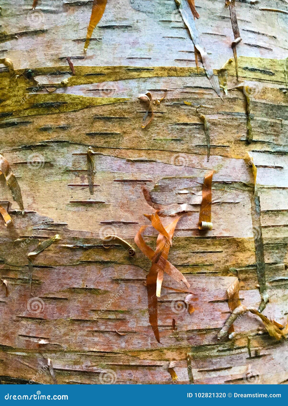 Paper Birch Betula Neoalaskana Bark Background Stock Image ...