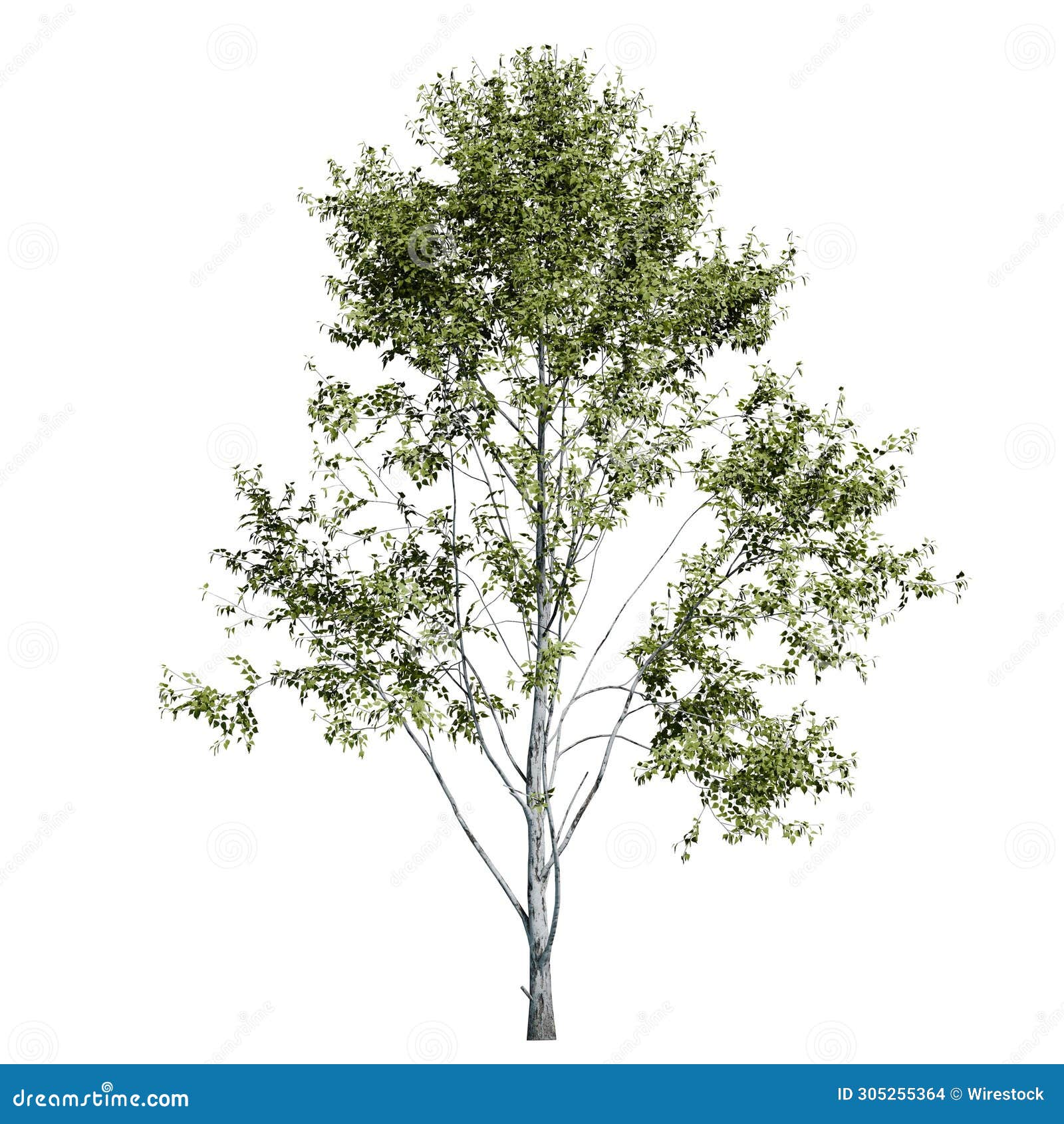Paper Birch Tree Font View Isolated on White Background Stock Photo ...
