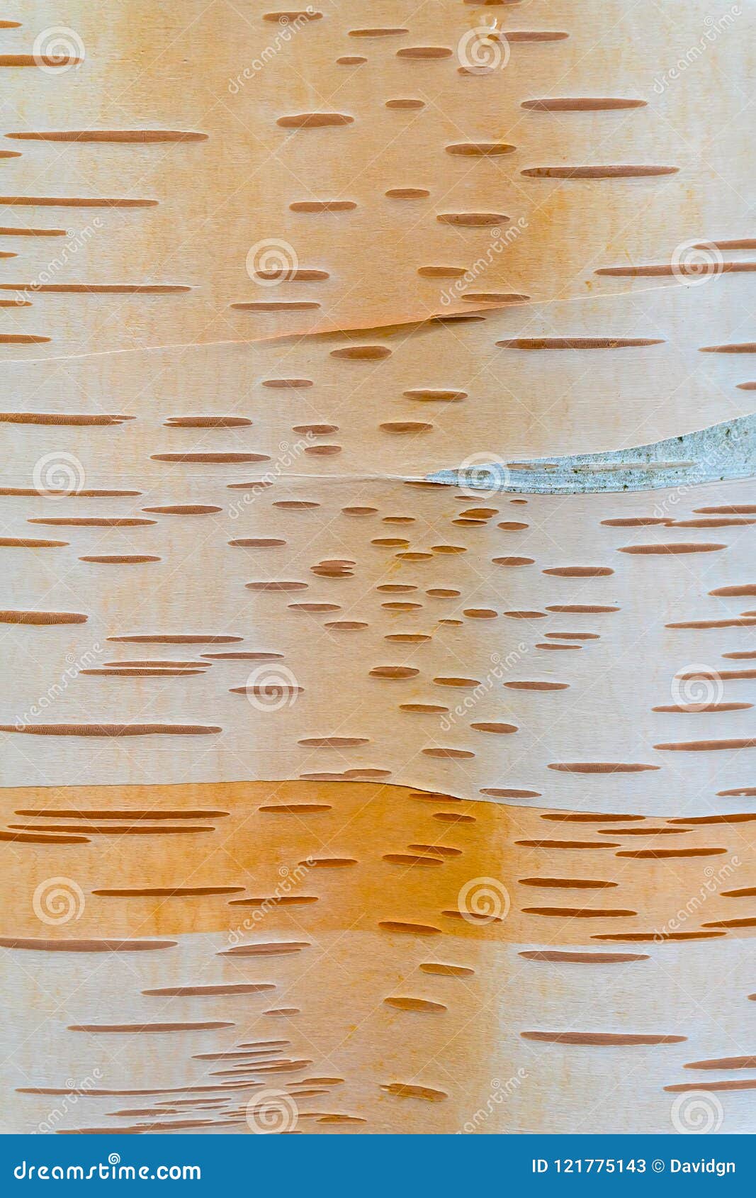 Paper Birch Betula Neoalaskana Bark Background Stock Image ...