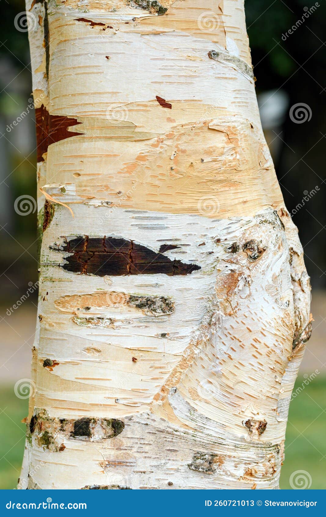Paper Birch Tree Trunk Bark in Park Stock Image - Image of nature ...
