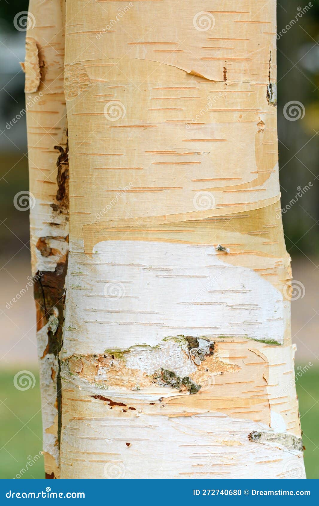 Paper Birch Betula Neoalaskana Bark Background Stock Image ...