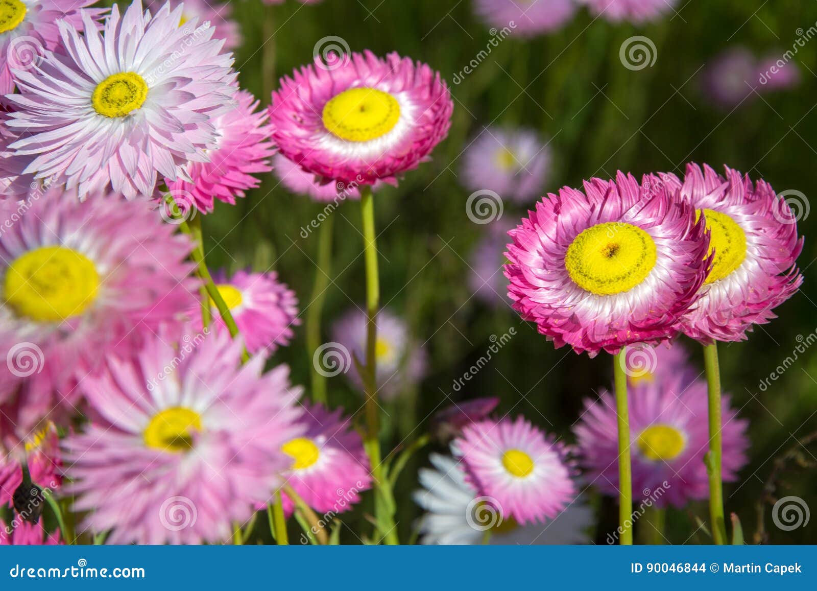 Paper daisies stock photo. Image of straw, floral, bright - 90046844