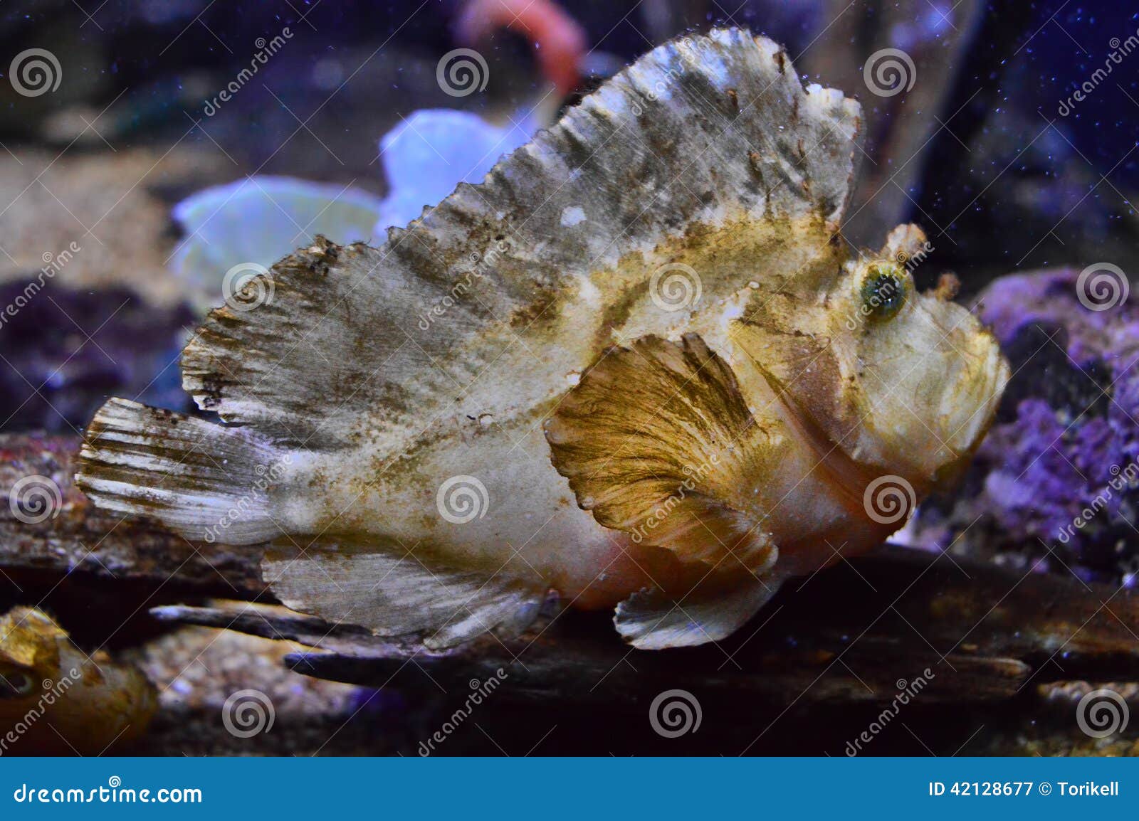 Paper Fish Resting on Bottom of Aquarium Stock Image - Image of ...