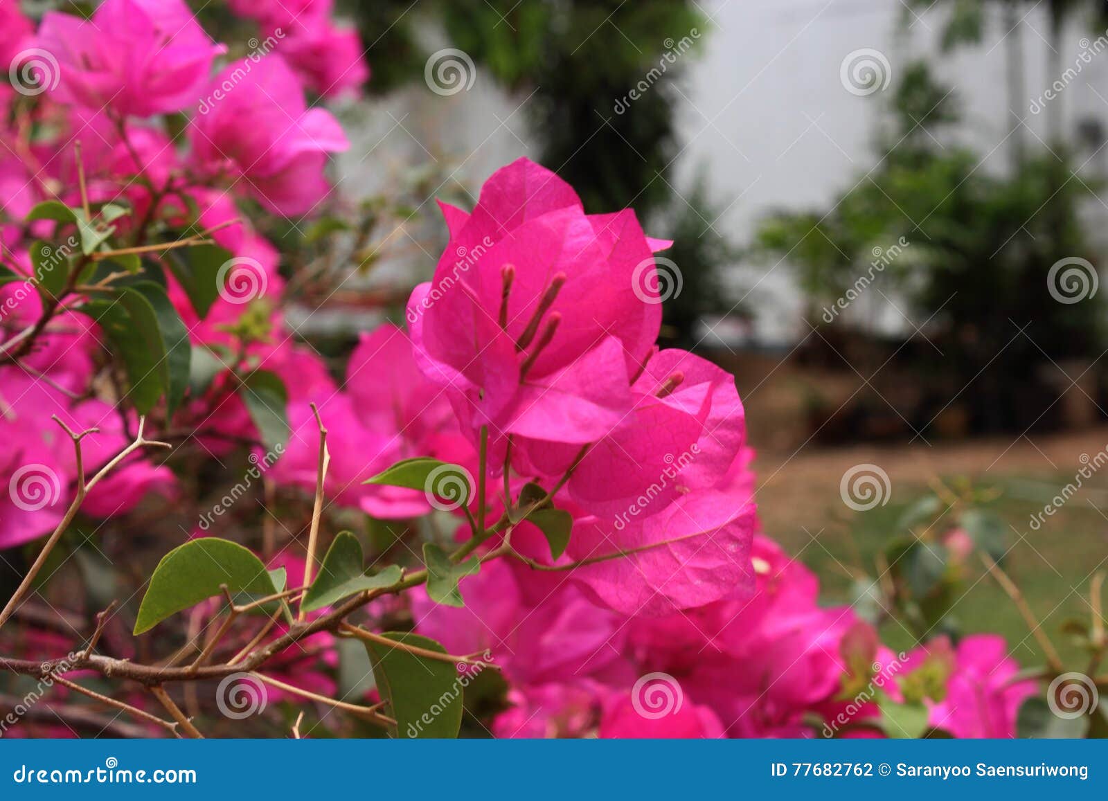 Paper Flower stock photo. Image of flower, trees, bloom - 77682762