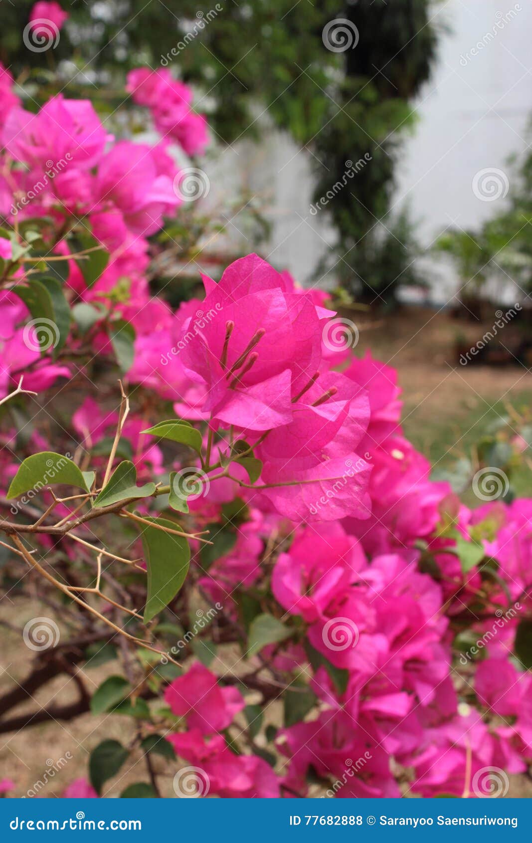 Paper Flower is pink color stock photo. Image of gardentree - 77682888