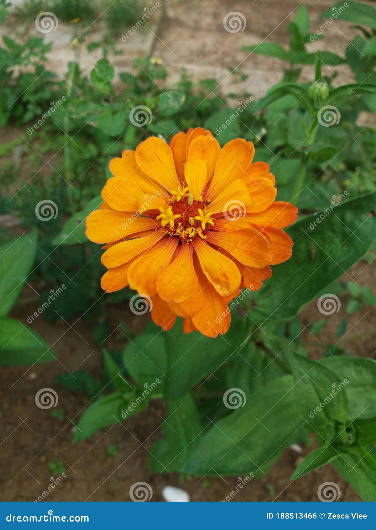 Paper Flowers that Grow Wild in the Yard Stock Photo - Image of green ...
