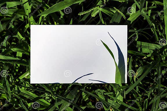 Paper in the grass stock image. Image of grass, environment - 192349191