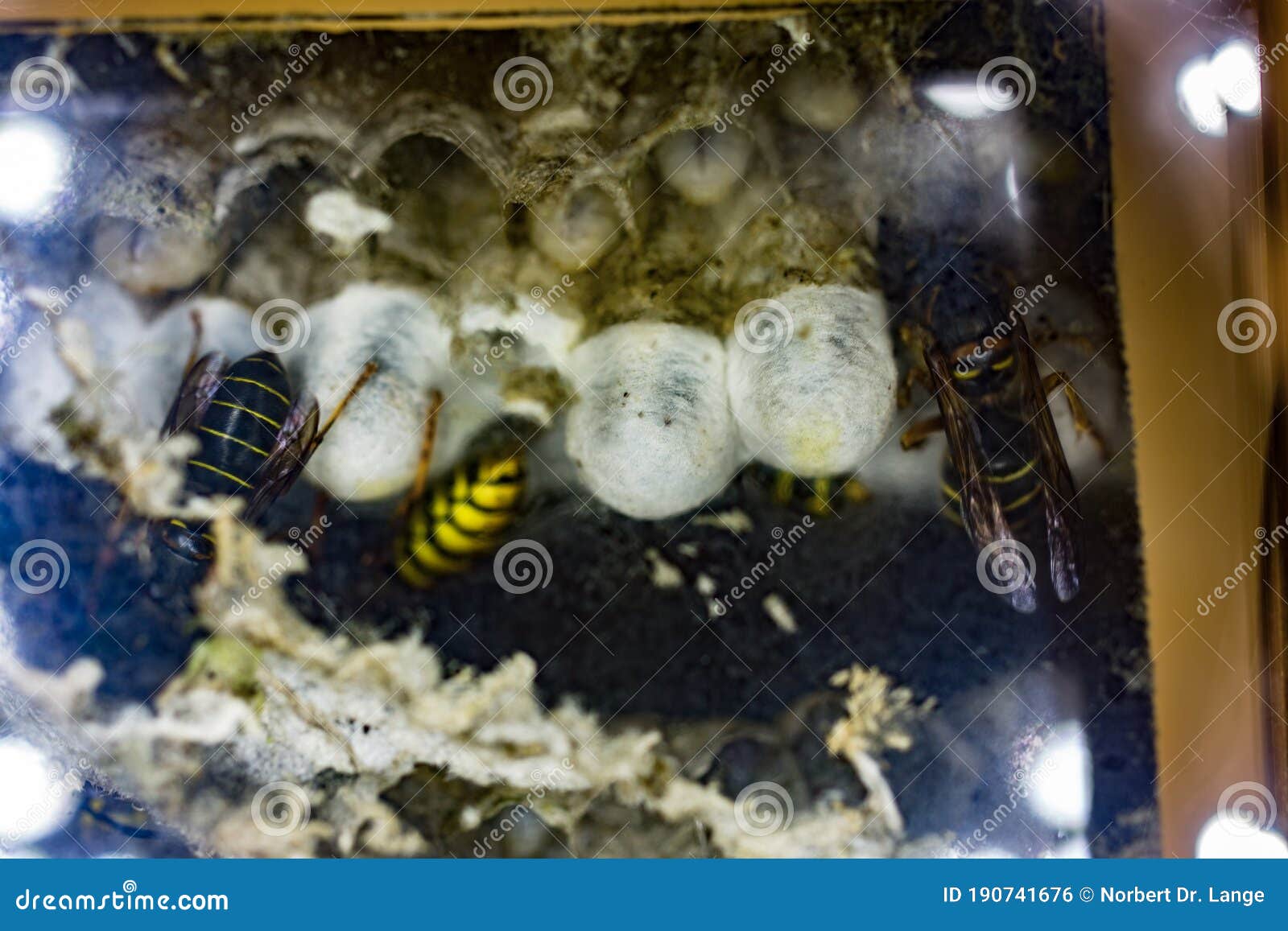 Paper-like Wasp Nest at the Window Stock Photo - Image of nest, wasps ...