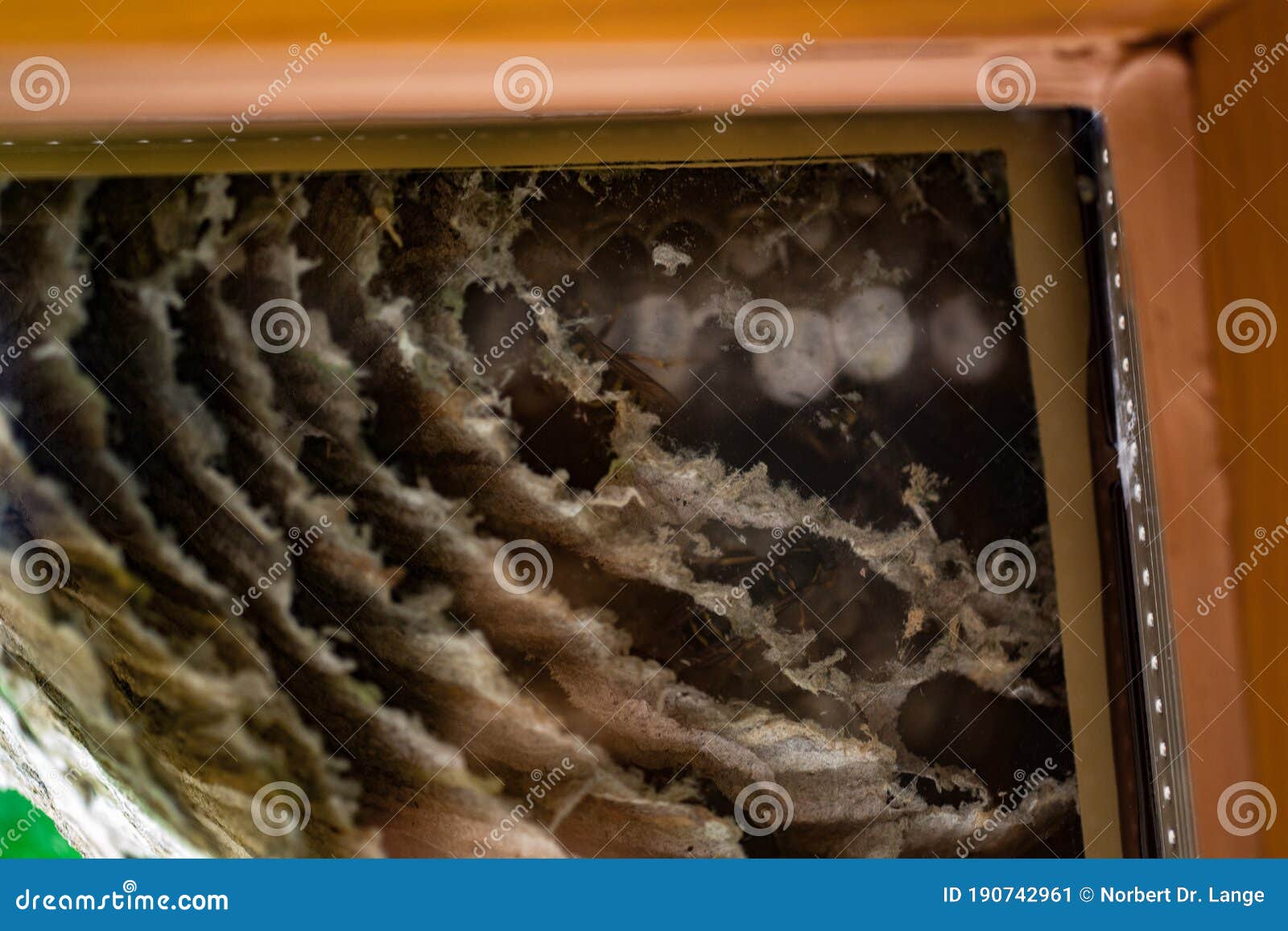 Paper-like Wasp Nest at the Window Stock Image - Image of hatching ...