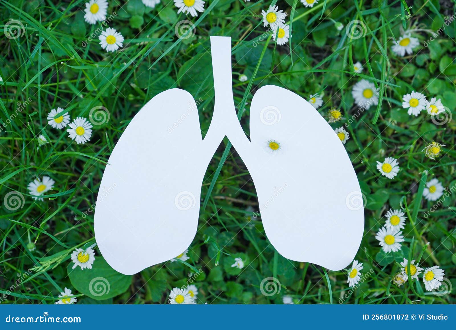 Paper Lungs With Flowers On Grass Background. Top View. Asthma Concept ...