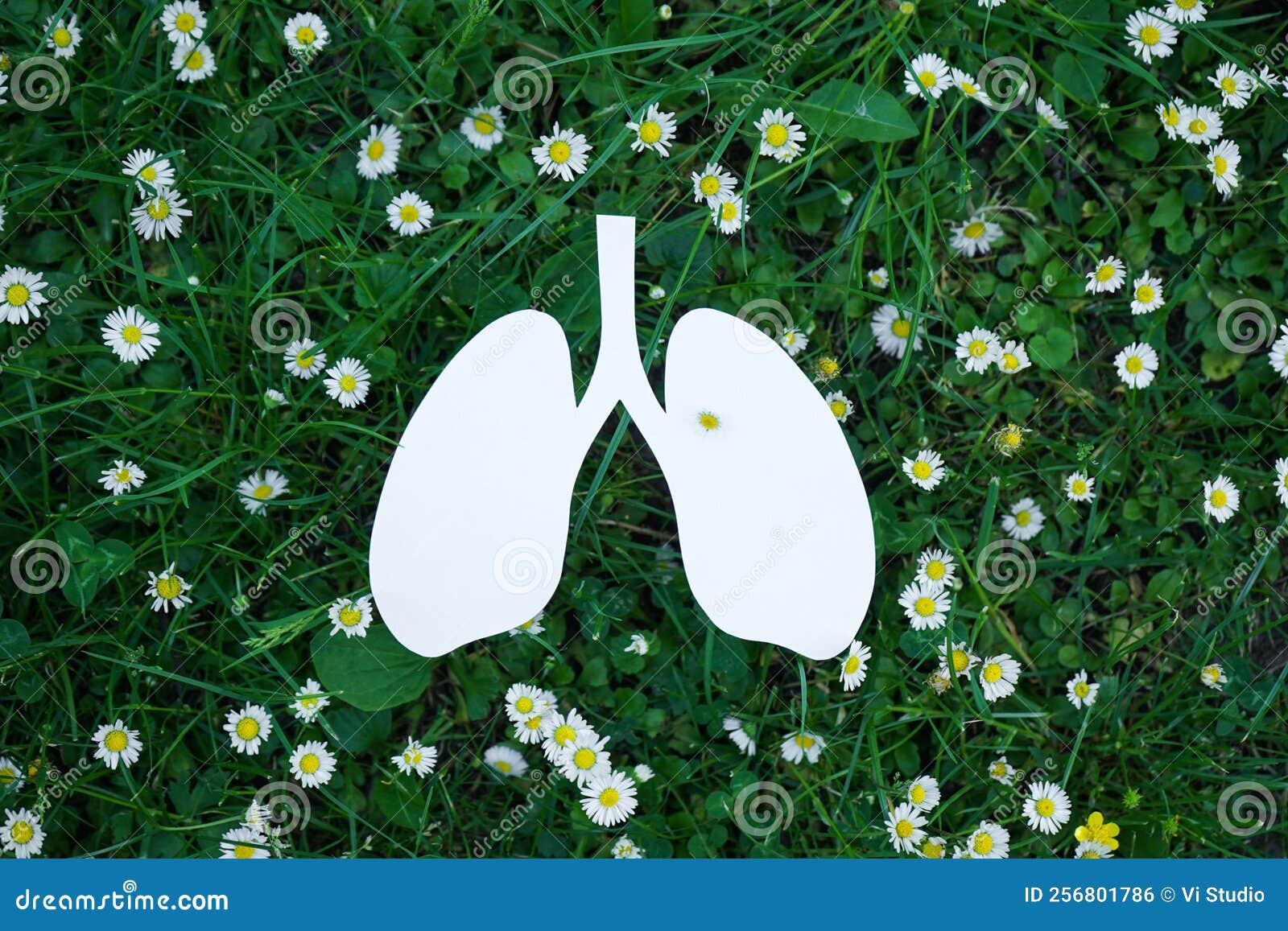 Paper Lungs With Flowers On Grass Background. Top View. Asthma Concept ...