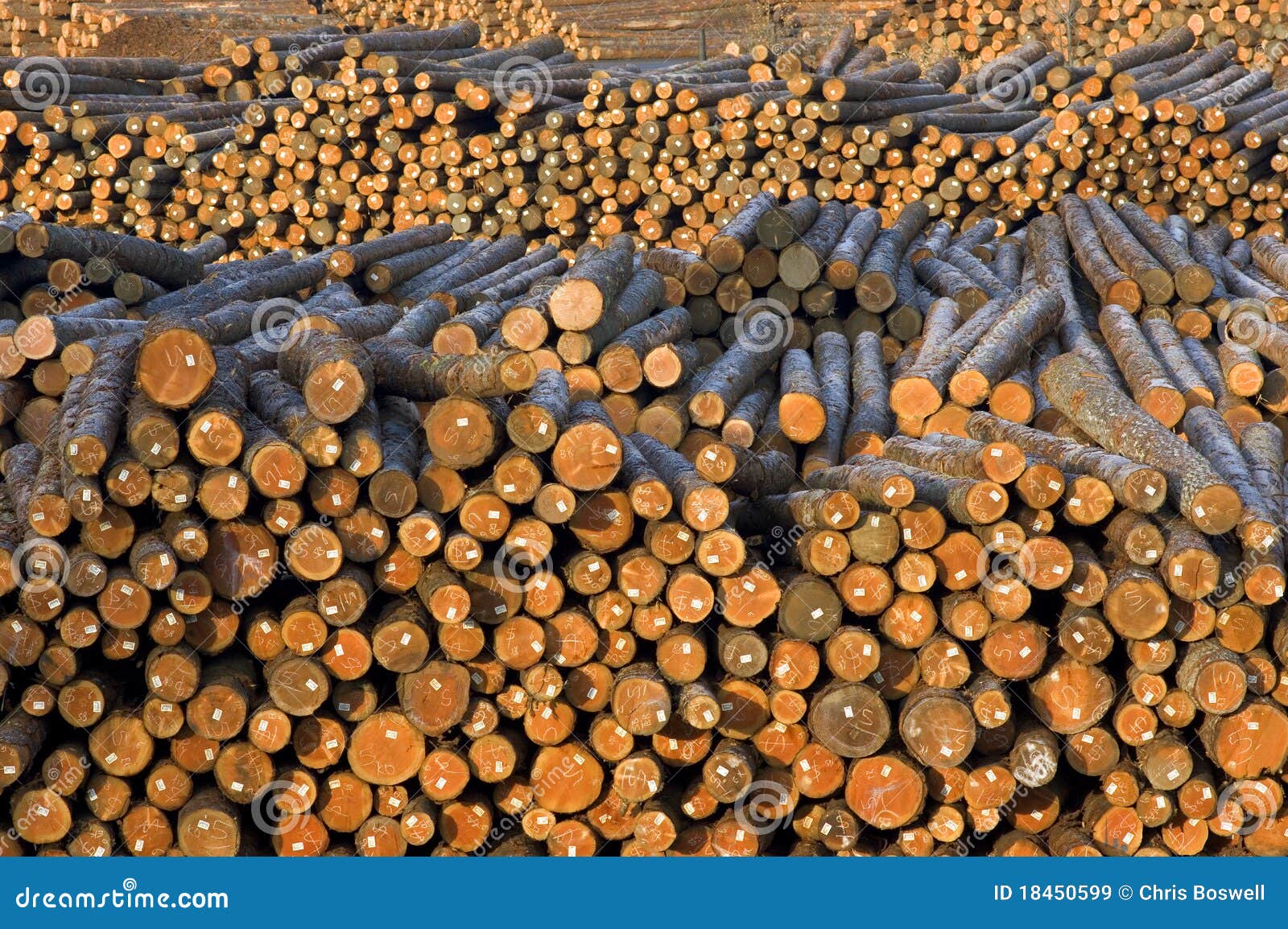 Tree Trunks Wood Logs Piled Outside Paper MIll Stock Image - Image of ...
