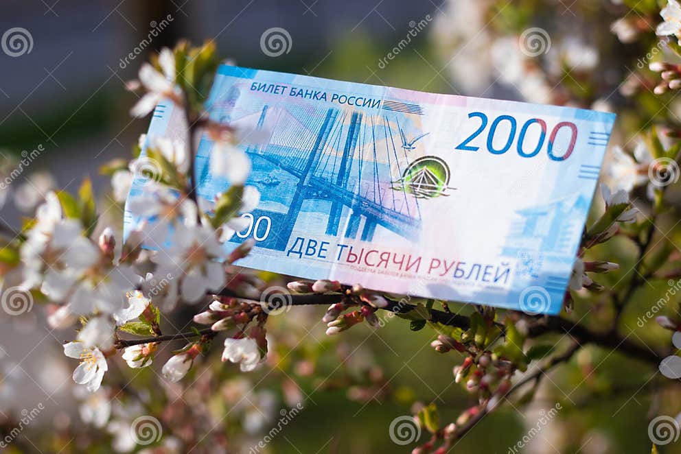 Paper Money on the Tree. Money Grows on a Tree Stock Image - Image of ...