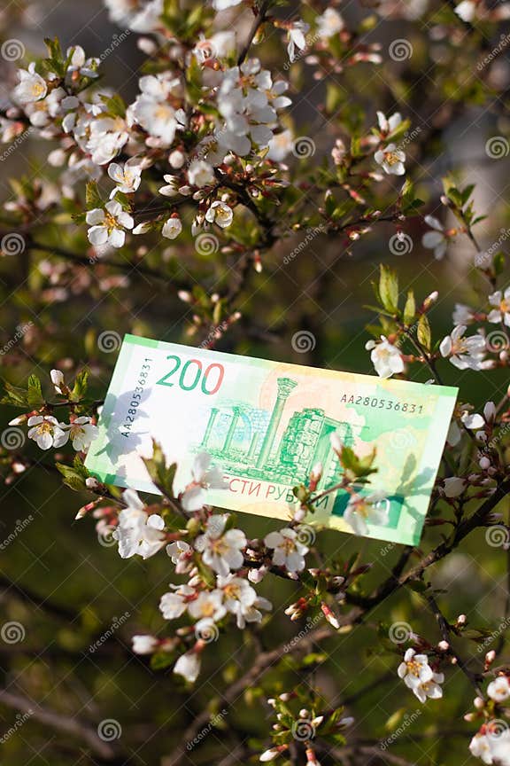 Paper Money on the Tree. Money Grows on a Tree Stock Image - Image of ...