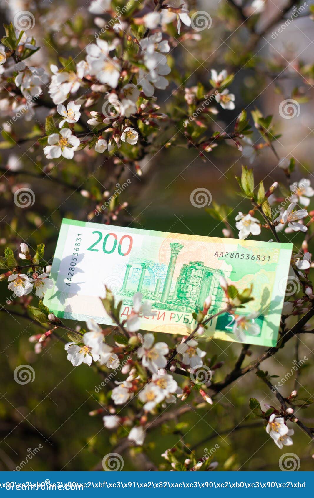 Paper Money on the Tree. Money Grows on a Tree Stock Photo - Image of ...