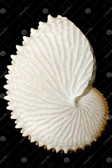 Paper Nautilus stock image. Image of marine, fragile - 16311577