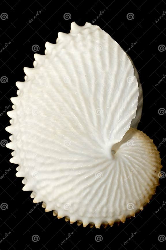 Paper Nautilus stock image. Image of marine, fragile - 16311577