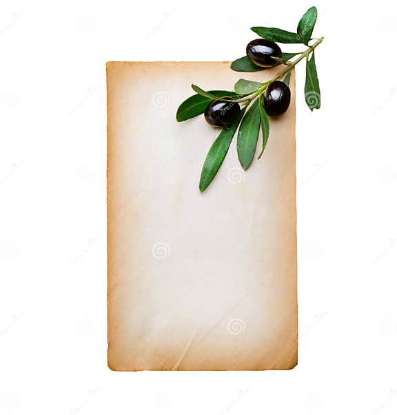 Paper and Olive Branch stock photo. Image of border, cooking - 23277912
