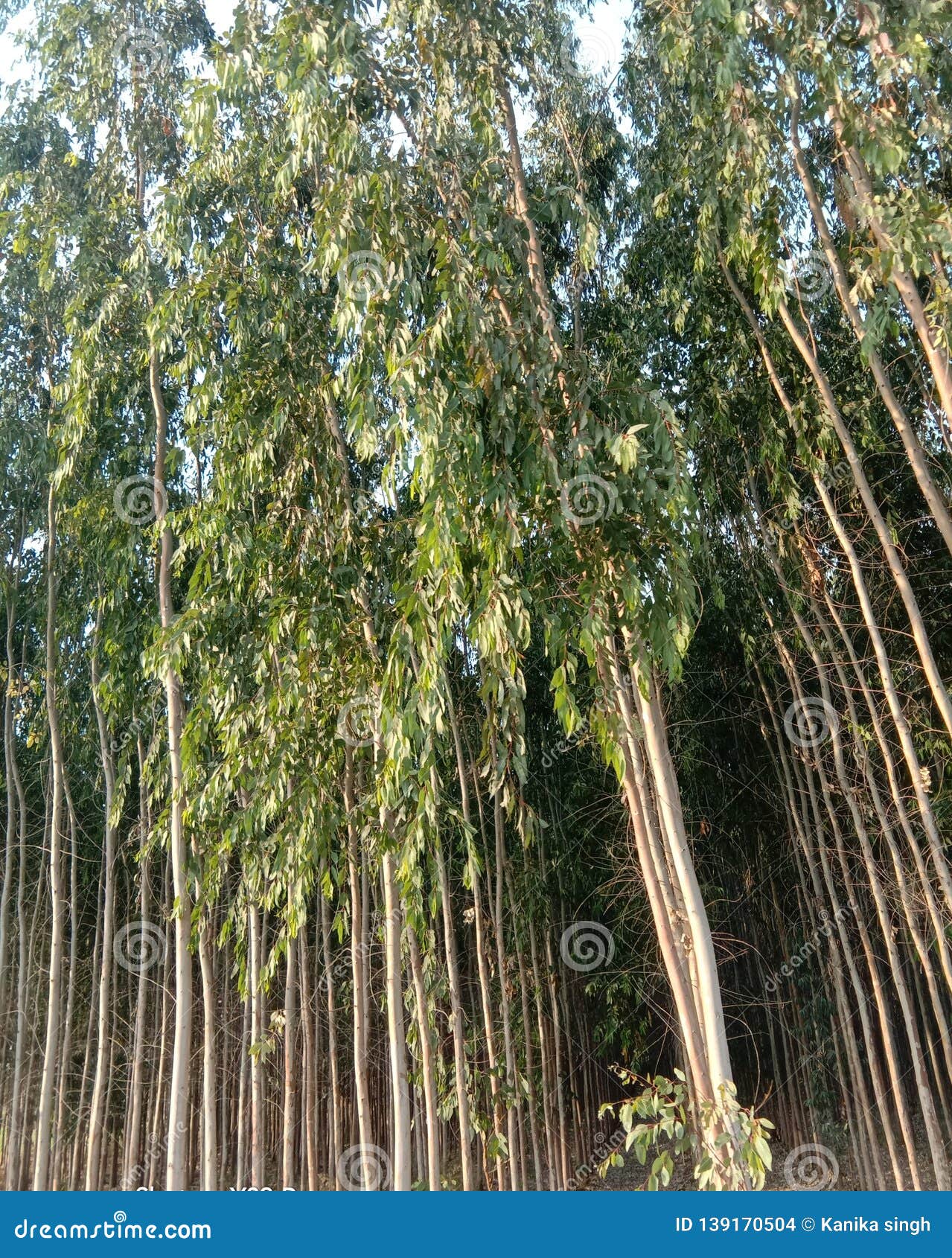 Eucalyptus tree stock photo. Image of produced, gujarat - 139170504