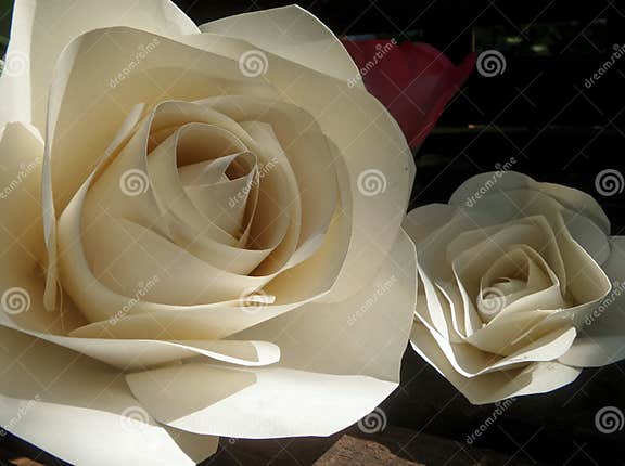 Paper rose stock image. Image of petal, flora, floribunda - 64272799