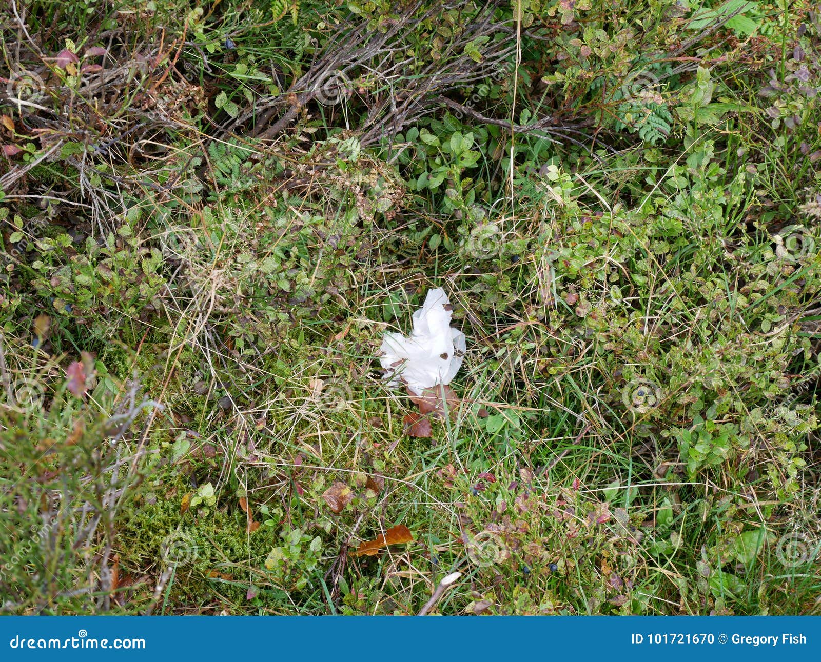 Paper Smash in the Forest on the Trail. Stock Photo - Image of ...