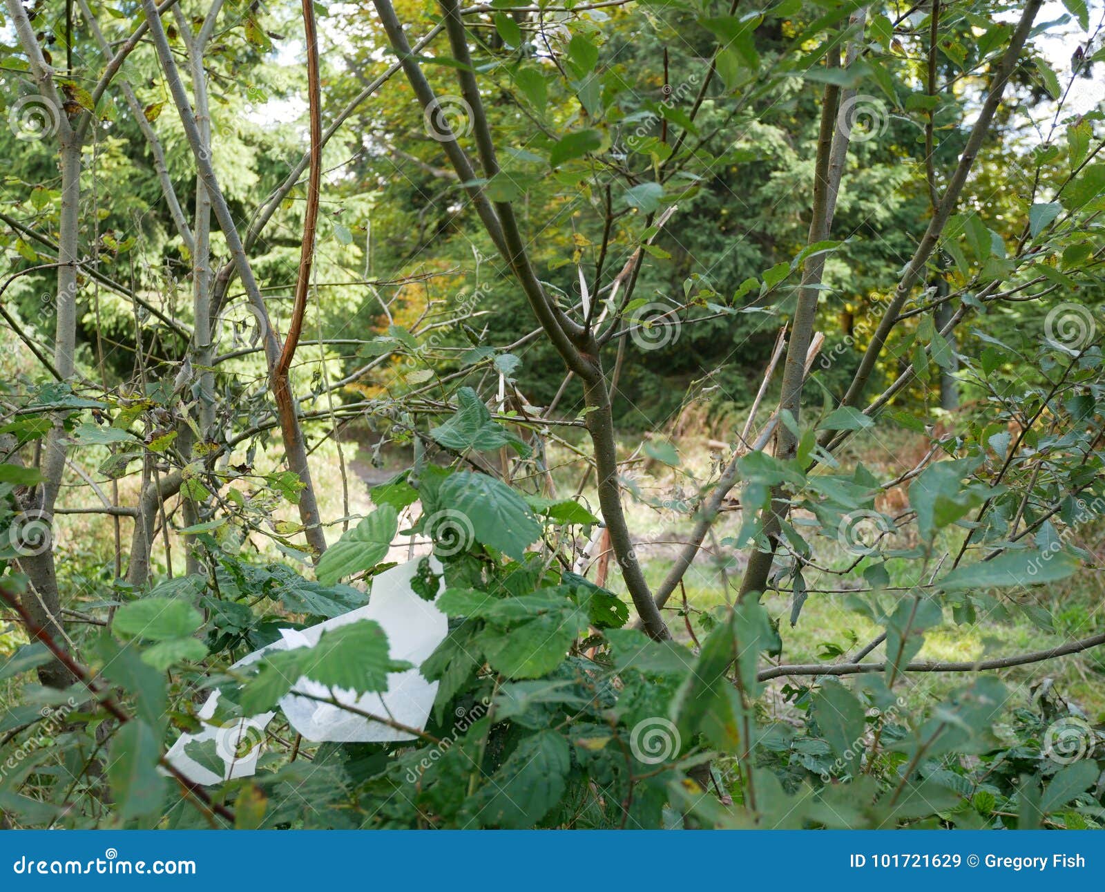 Paper Smash in the Forest on the Trail. Stock Image - Image of forest ...