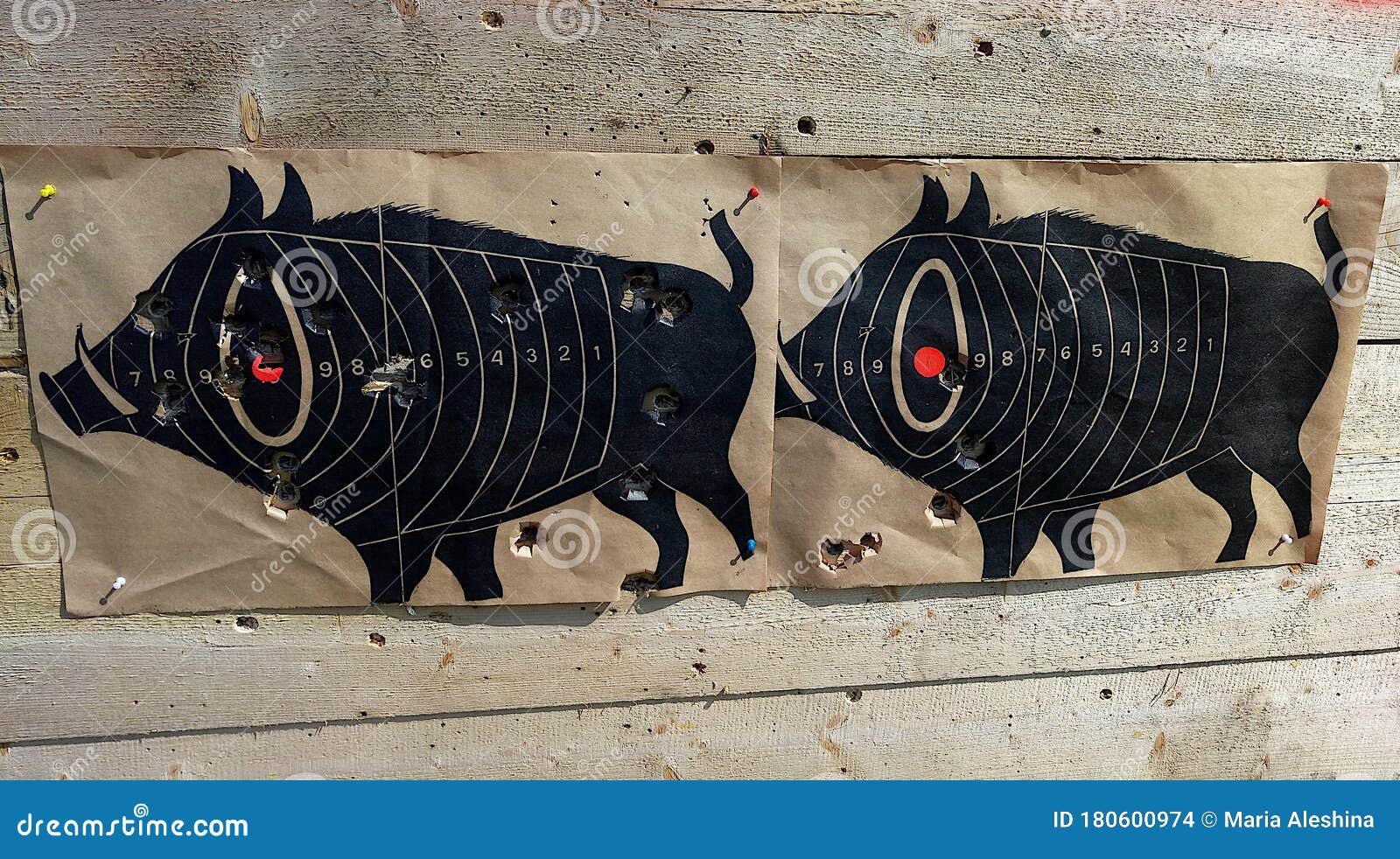Paper target - wild boar stock photo. Image of booty - 180600974