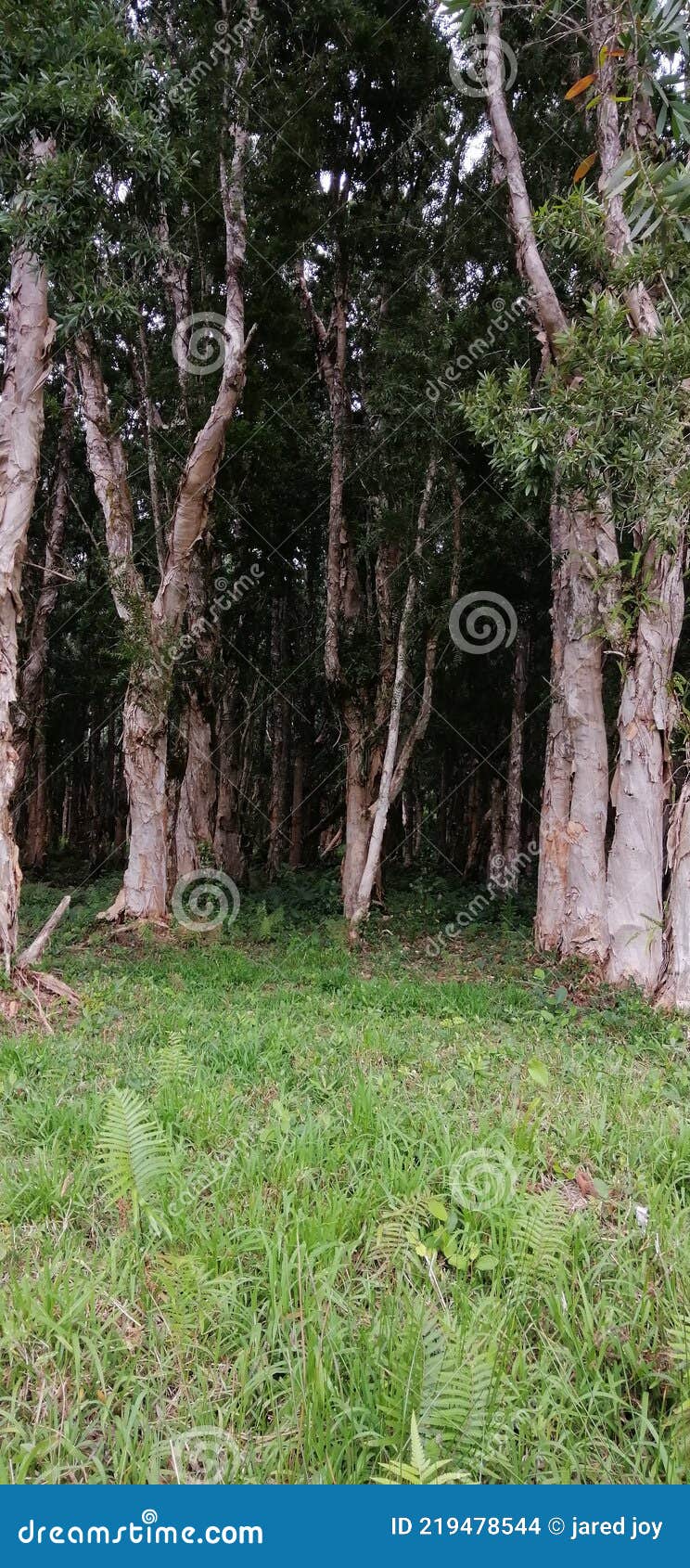 Paper tree forest stock photo. Image of full, forest - 219478544