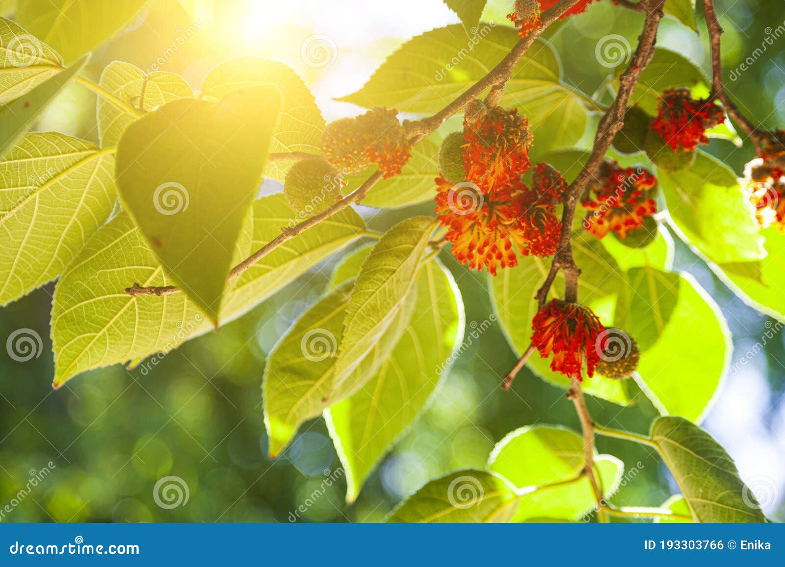 Paper Tree in the Park. Fruit Close-up Stock Photo - Image of sweet ...