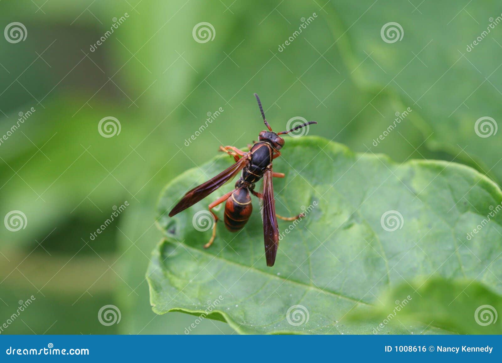 Paper Wasp stock photo. Image of wasp, flies, colonies - 1008616