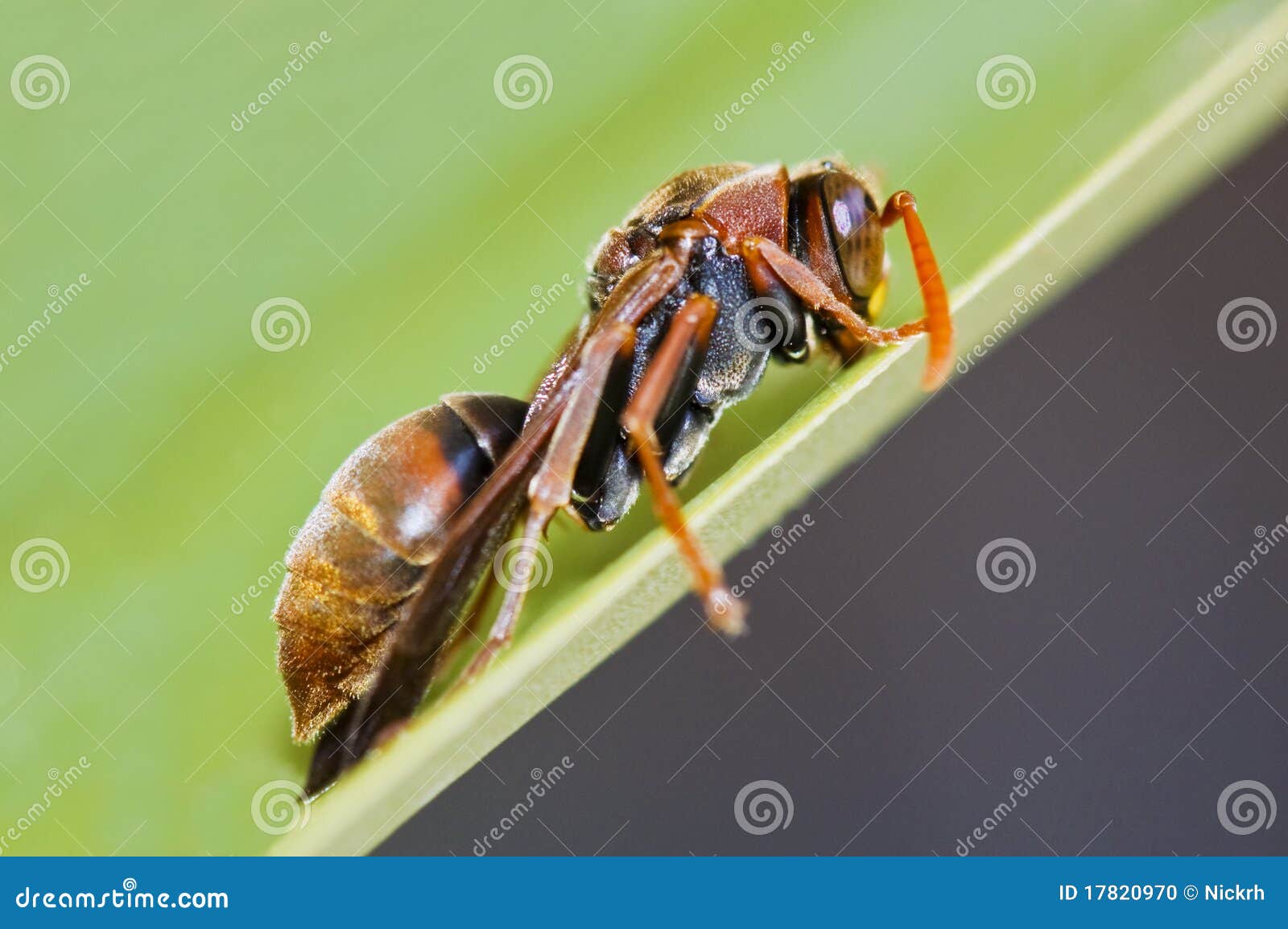 Paper Wasp stock photo. Image of flying, polistes, common - 17820970