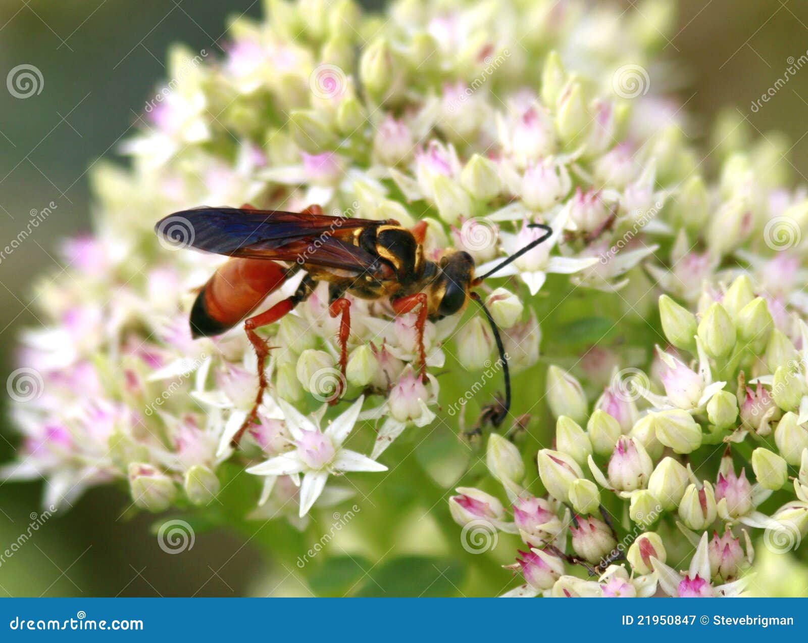 Paper wasp stock image. Image of wasp, wing, vespidae - 21950847